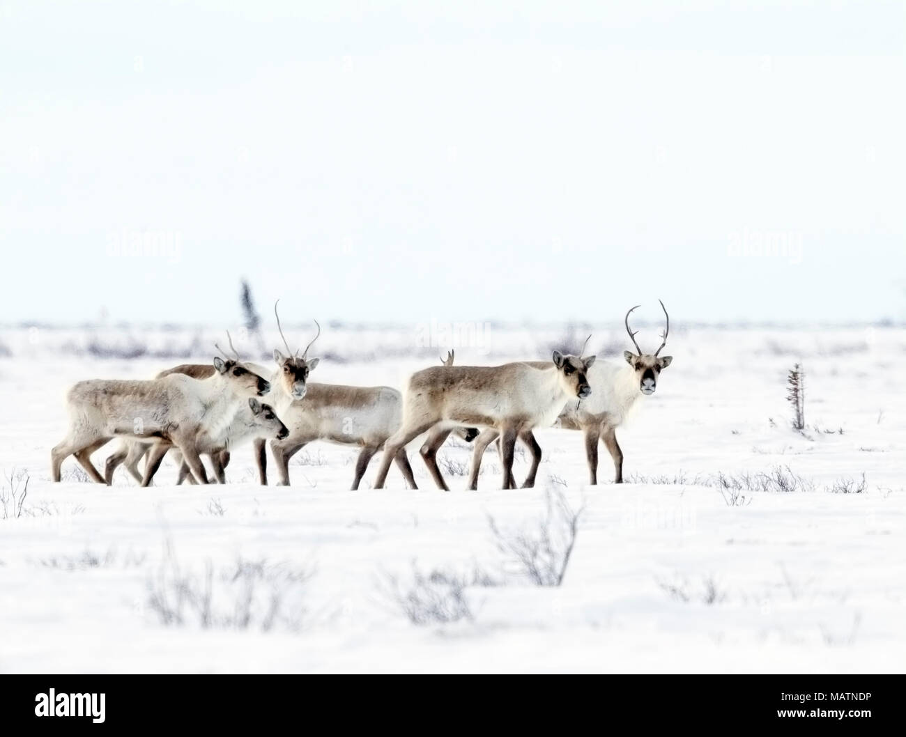Rangifer tarandus caribou manitoba snow hi-res stock photography and ...