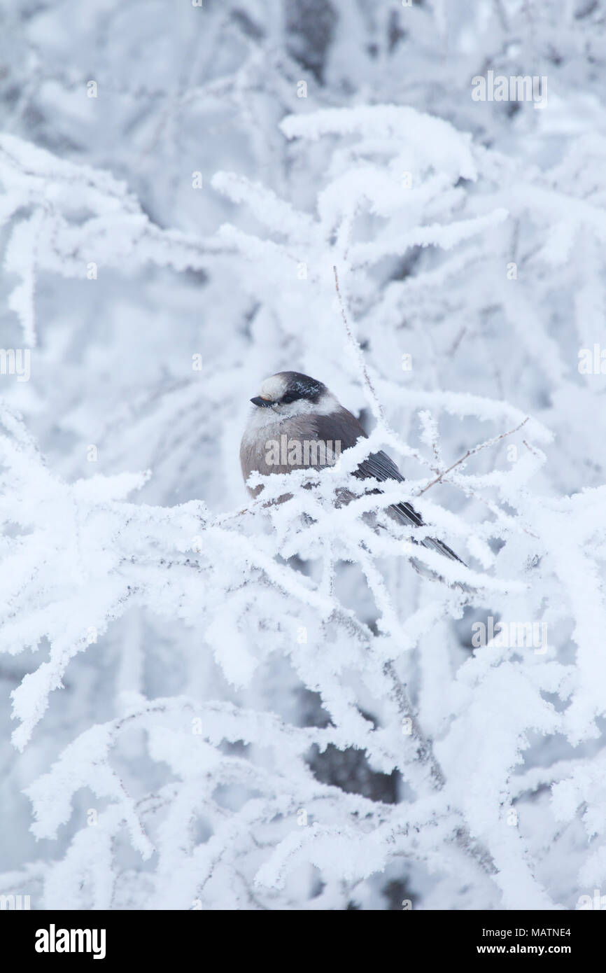 Grey jay canada hi-res stock photography and images - Alamy