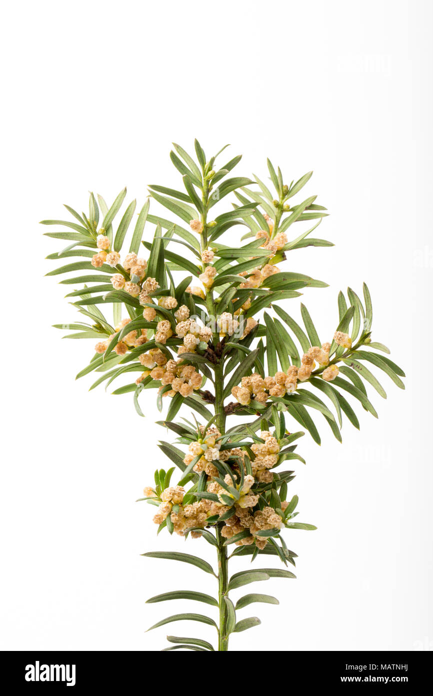 Evergree yew tree hi-res stock photography and images - Alamy