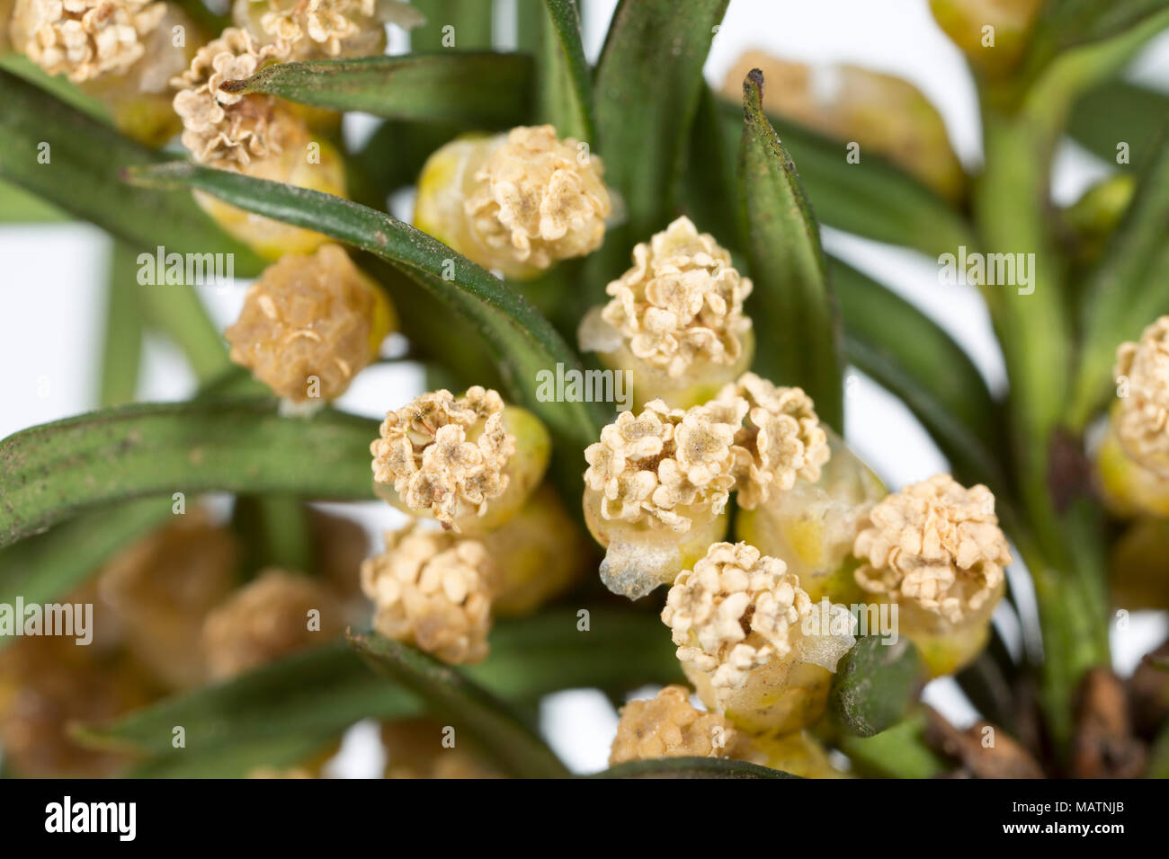 Clusters of male flowers of the common yew tree Taxus baccata, March ...