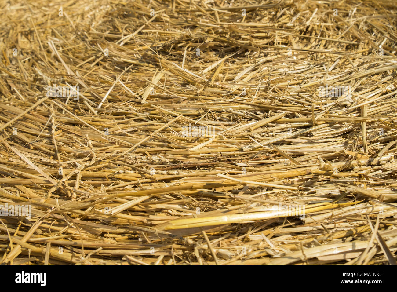 Wheat straw. Textured abstract background for design Stock Photo - Alamy