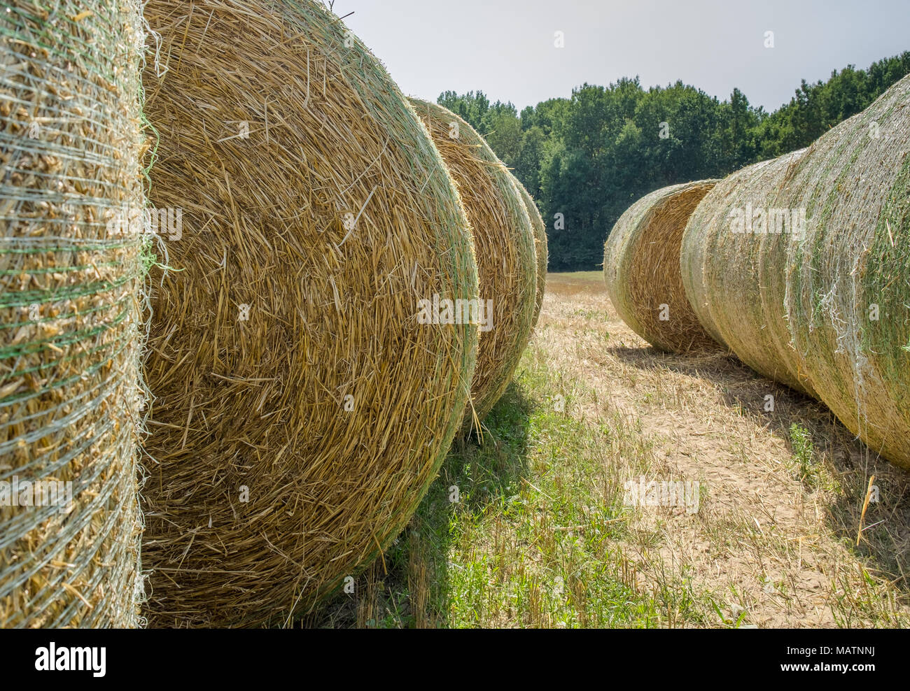 Bales of wheat straw mechanically packed in a green plastic mesh after ...