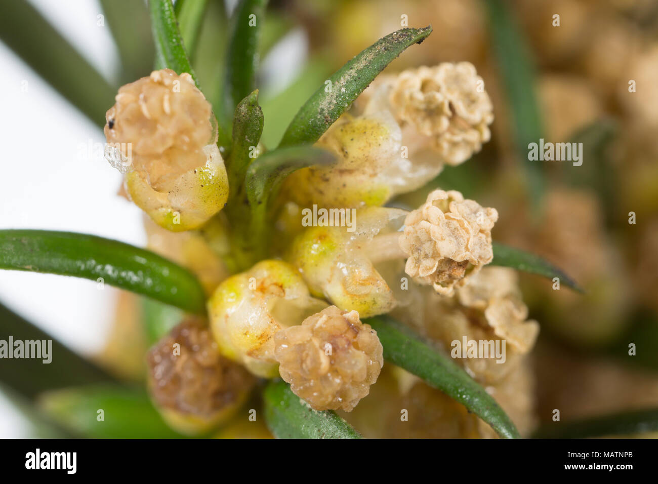 Clusters of male flowers of the common yew tree Taxus baccata, March ...