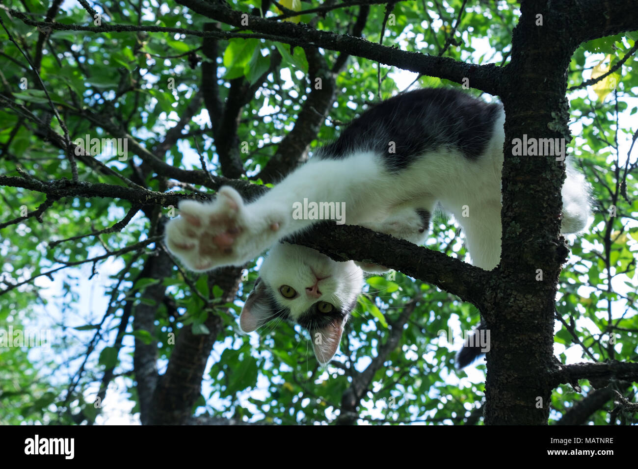 Domestic cat cherry tree hi-res stock photography and images - Alamy