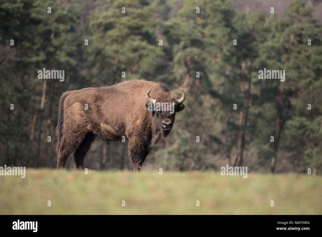 Wisent bison grass hi-res stock photography and images - Alamy