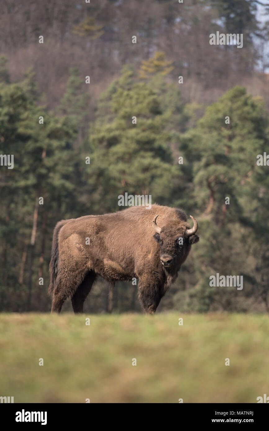 Wisent bison grass hi-res stock photography and images - Alamy