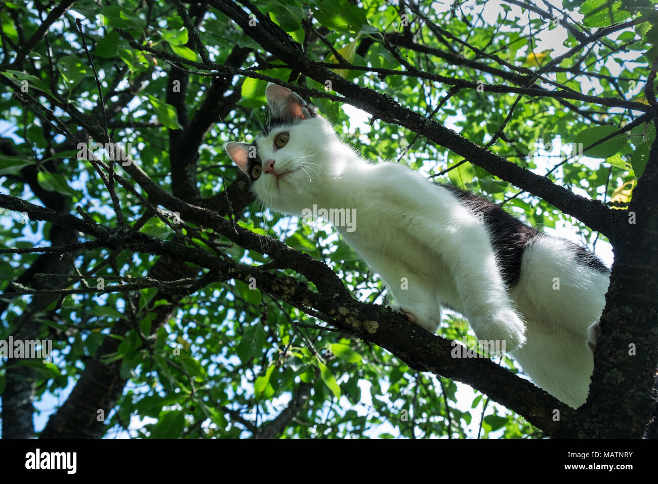 Domestic cat cherry tree hi-res stock photography and images - Alamy