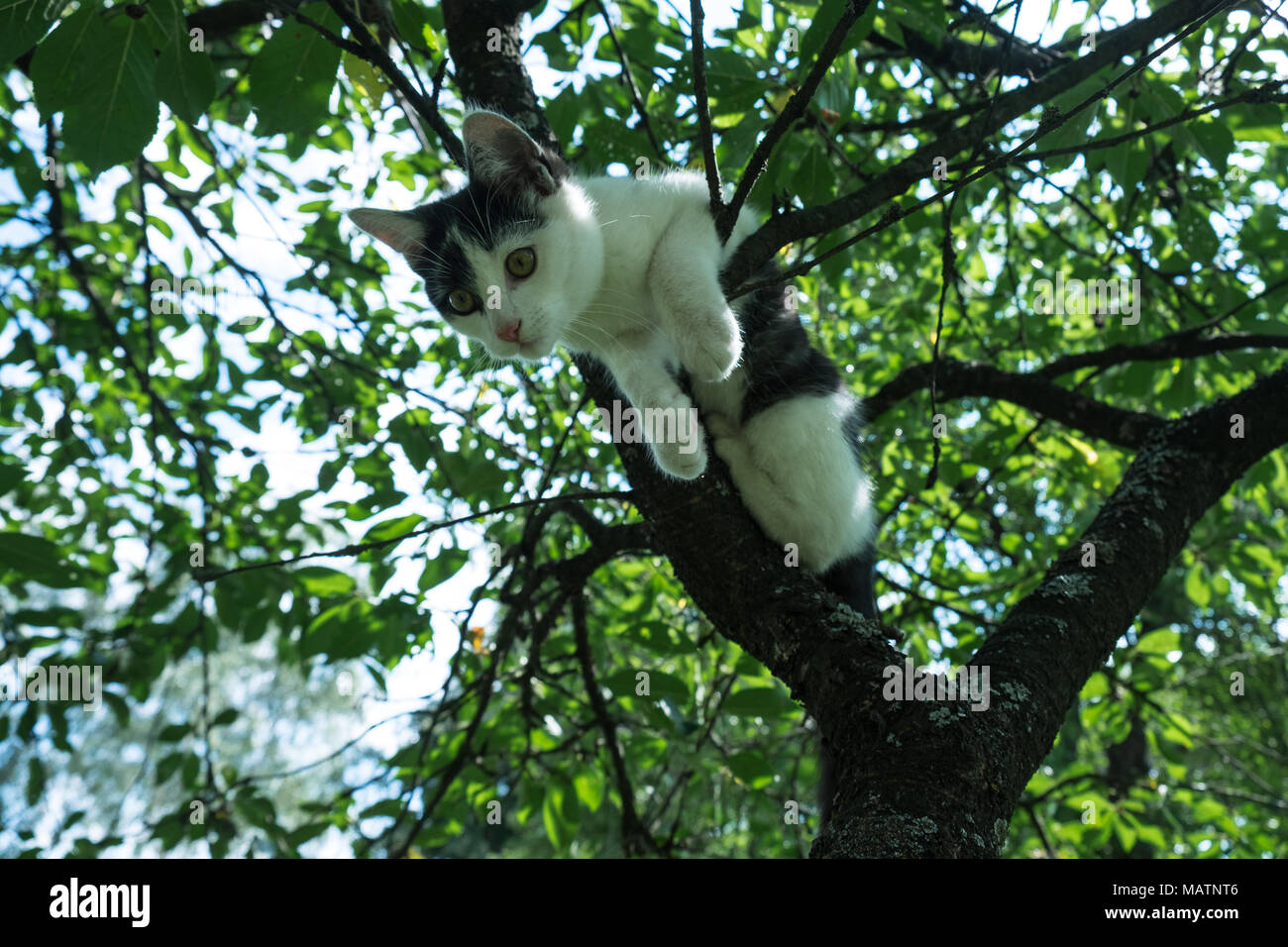Domestic cat cherry tree hi-res stock photography and images - Alamy