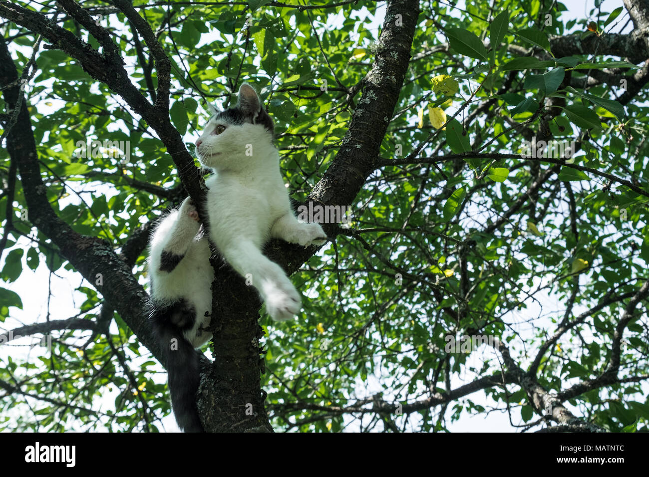 Domestic cat cherry tree hi-res stock photography and images - Alamy