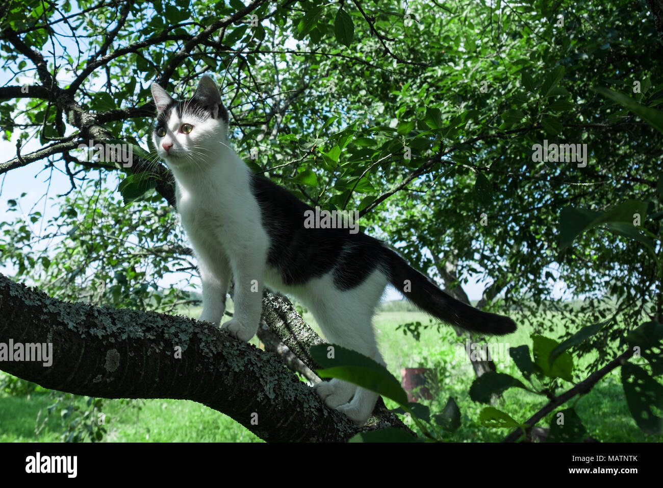 Domestic cat cherry tree hi-res stock photography and images - Alamy