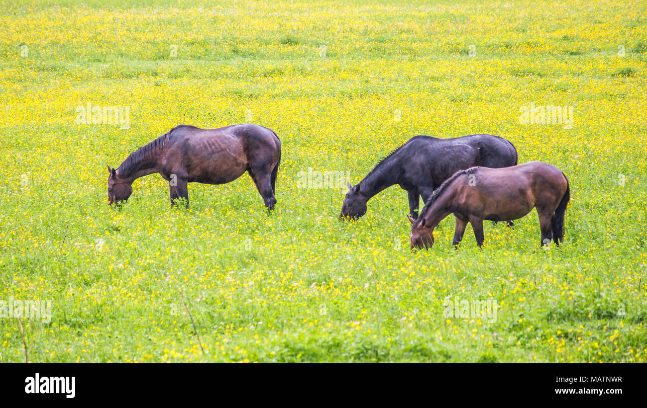 Green buttercup flower pastures of horse farms. Rainy day. Country ...