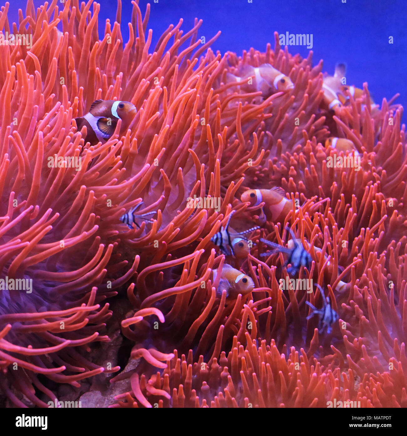 Percula Clown Fish in Orange Polyps at Coral Reef Stock Photo - Alamy
