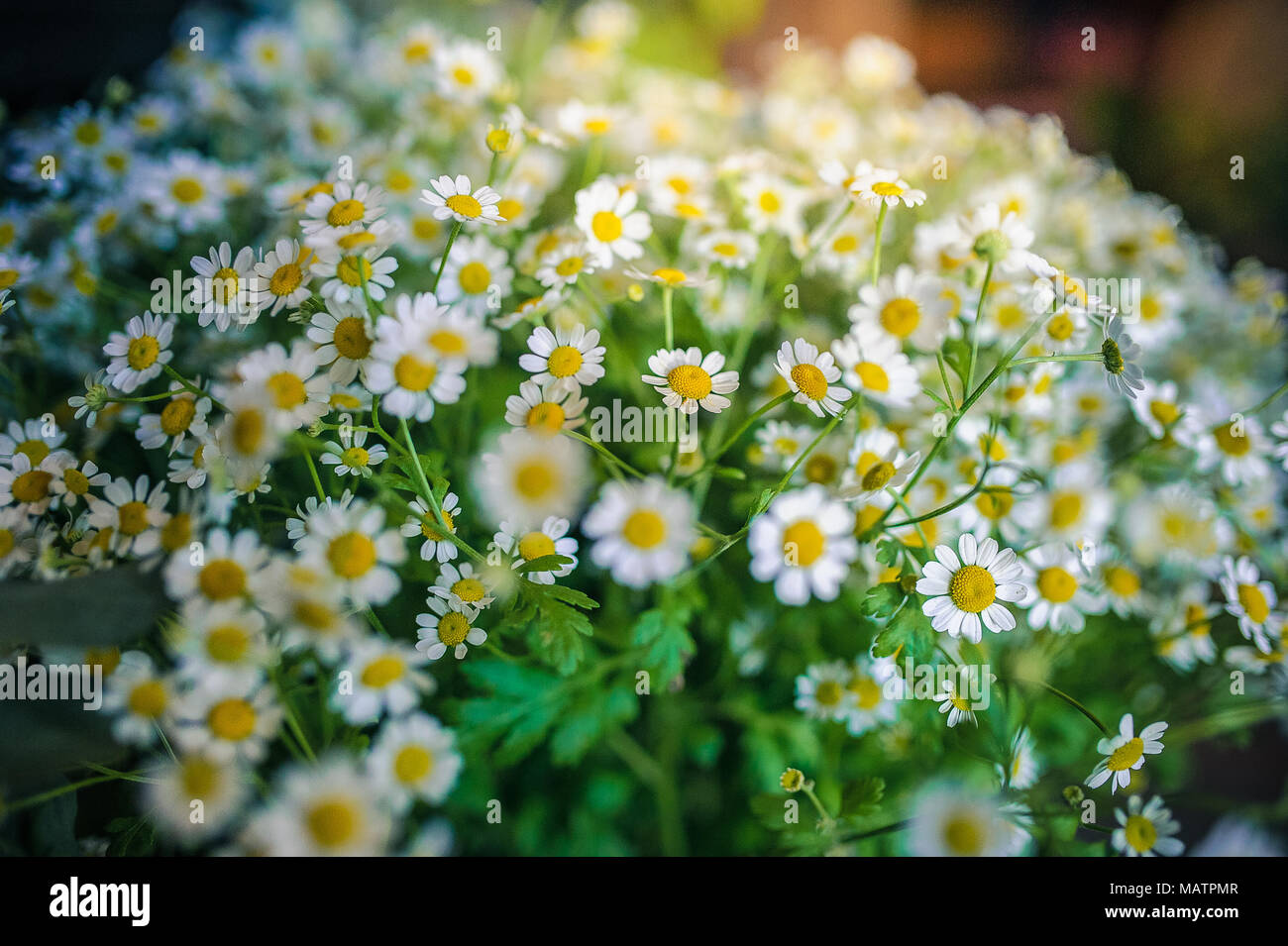 Chamomile flower photography hi-res stock photography and images - Alamy