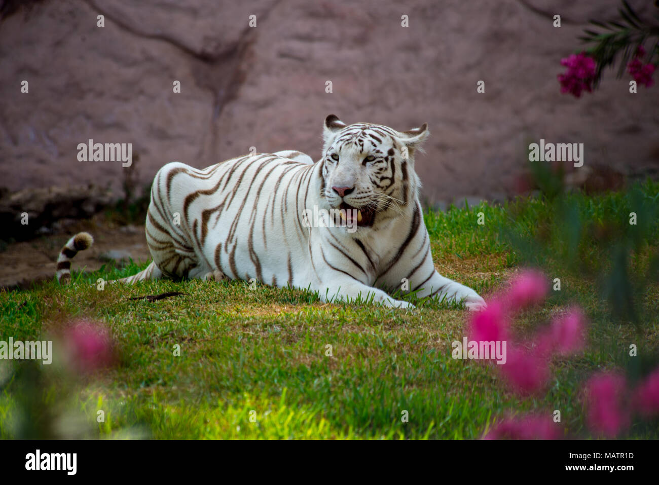 Rare White tiger taken at Lima Zoo Stock Photo - Alamy