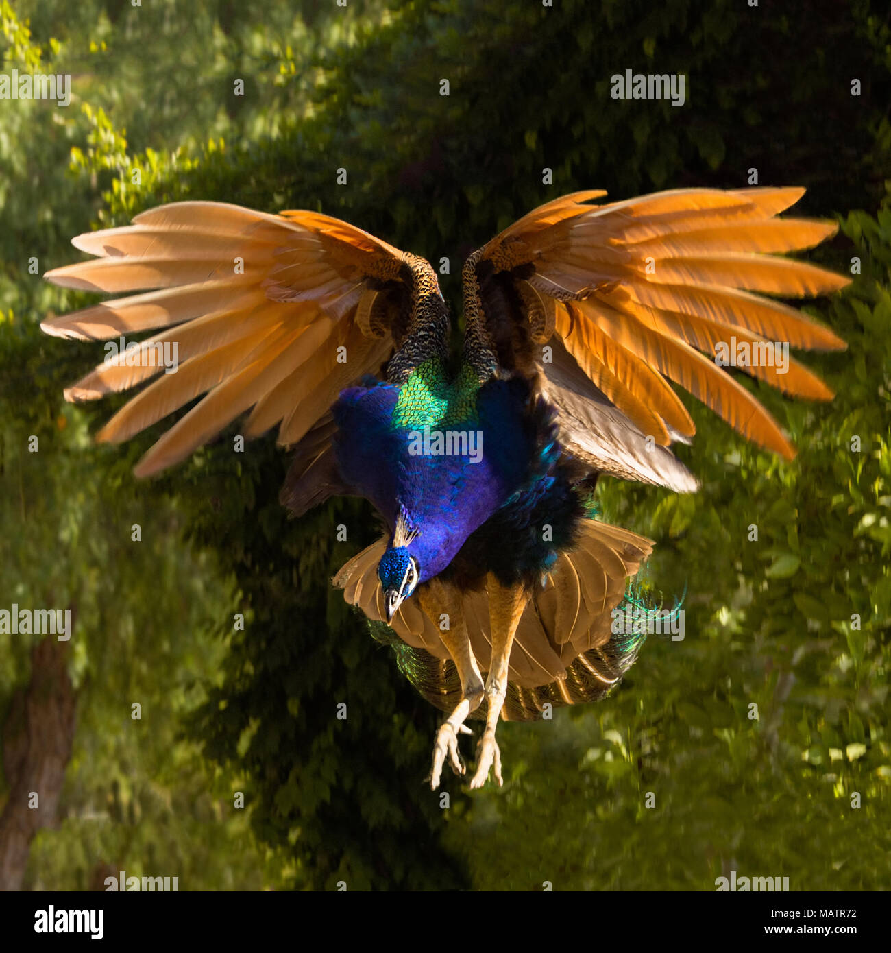 Flying peacock, frontal view, spectacular wing display, colorful ...