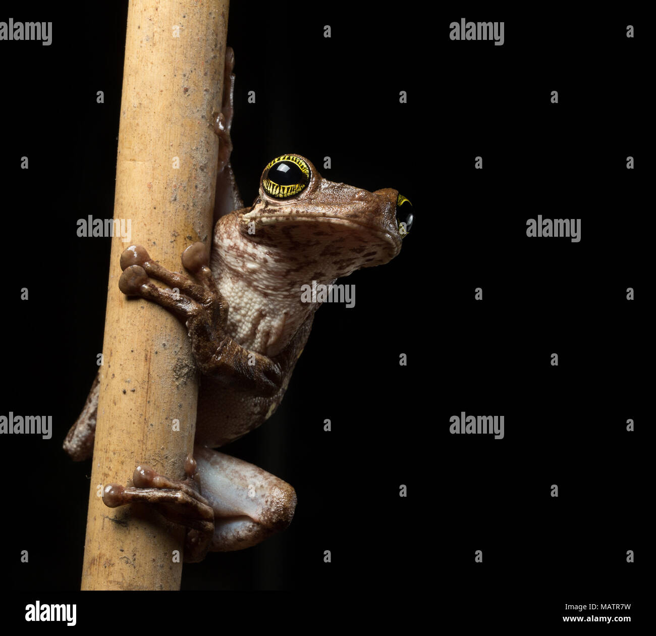 Rain forest frog hi-res stock photography and images - Alamy