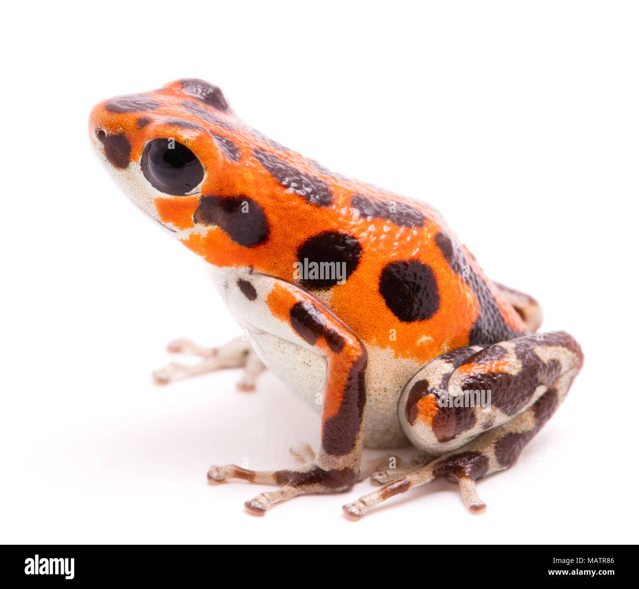 Poison arrow or dart frog, a beautiful orange amphibian. Tropical ...