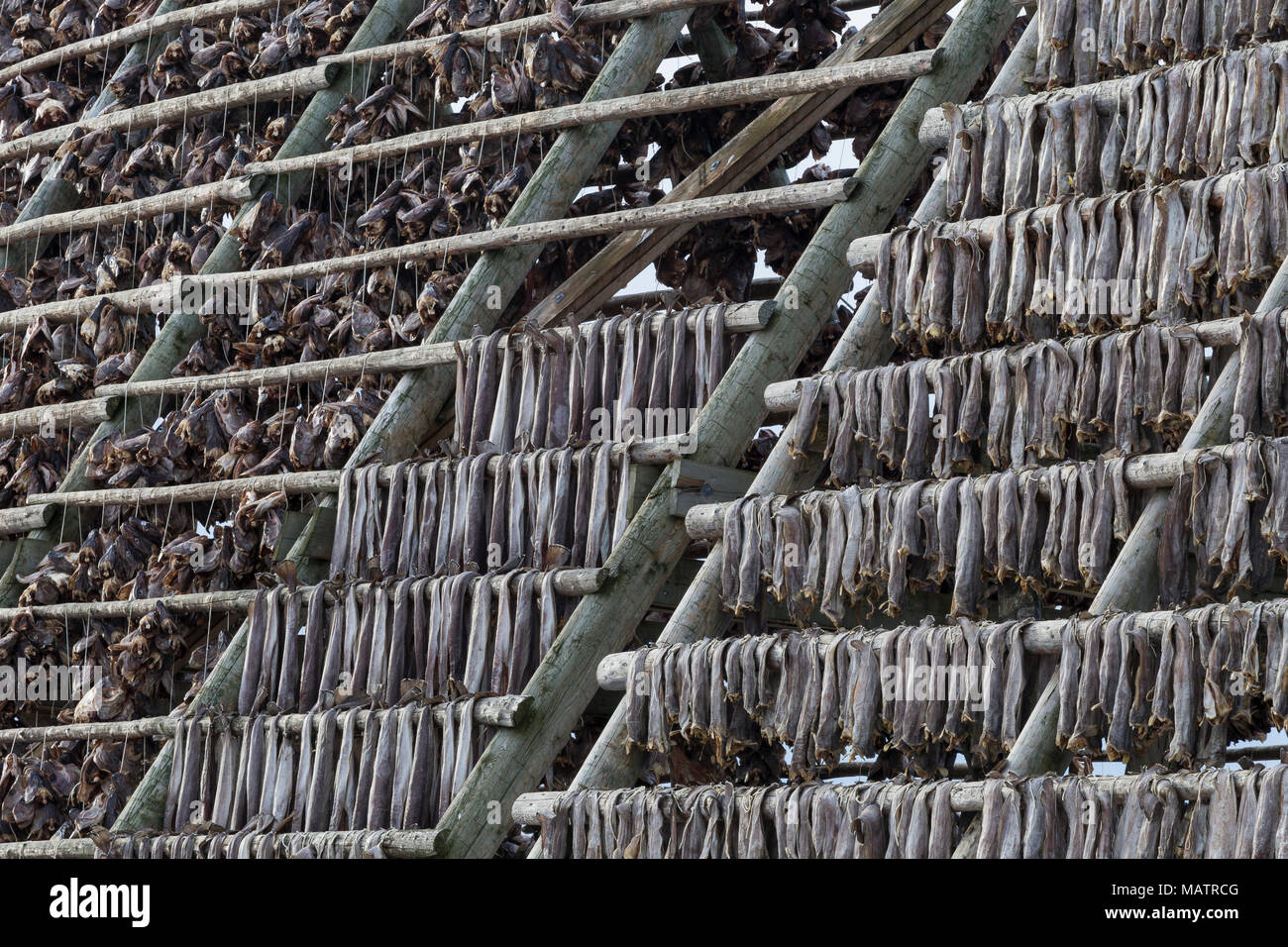 Traditional stockfish hanging in vertical pattern on drying rack. Cod ...