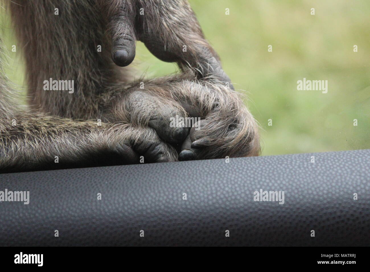 Similarities hi-res stock photography and images - Alamy