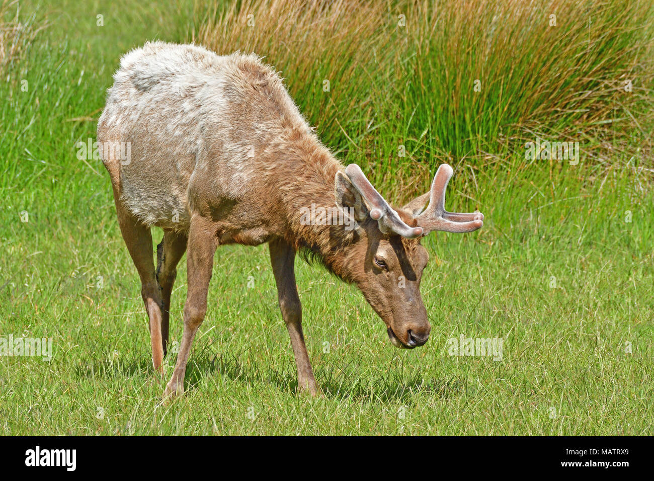 Tule elk bull with its cow hi-res stock photography and images - Alamy