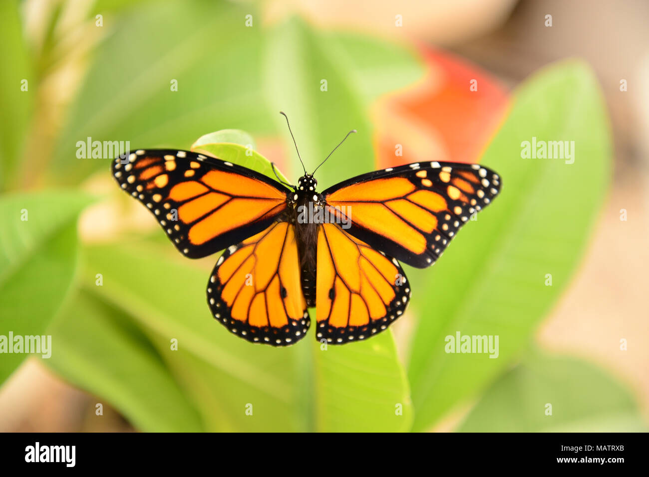 An adult Monarch Butterfly (Danaus plexippus) is captured in a suburban ...