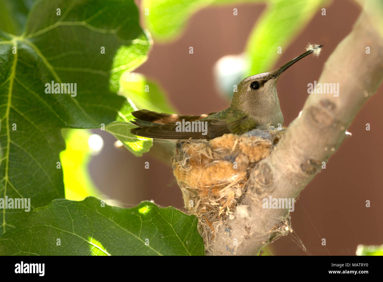 Nesting female hummingbird hi-res stock photography and images - Alamy
