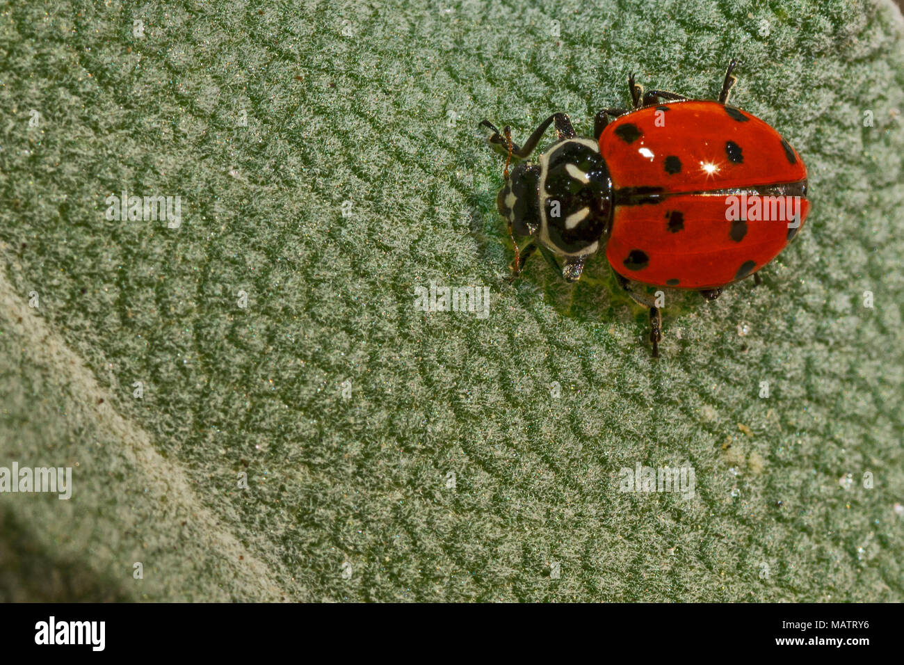 Colorful ladybug art hi-res stock photography and images - Alamy