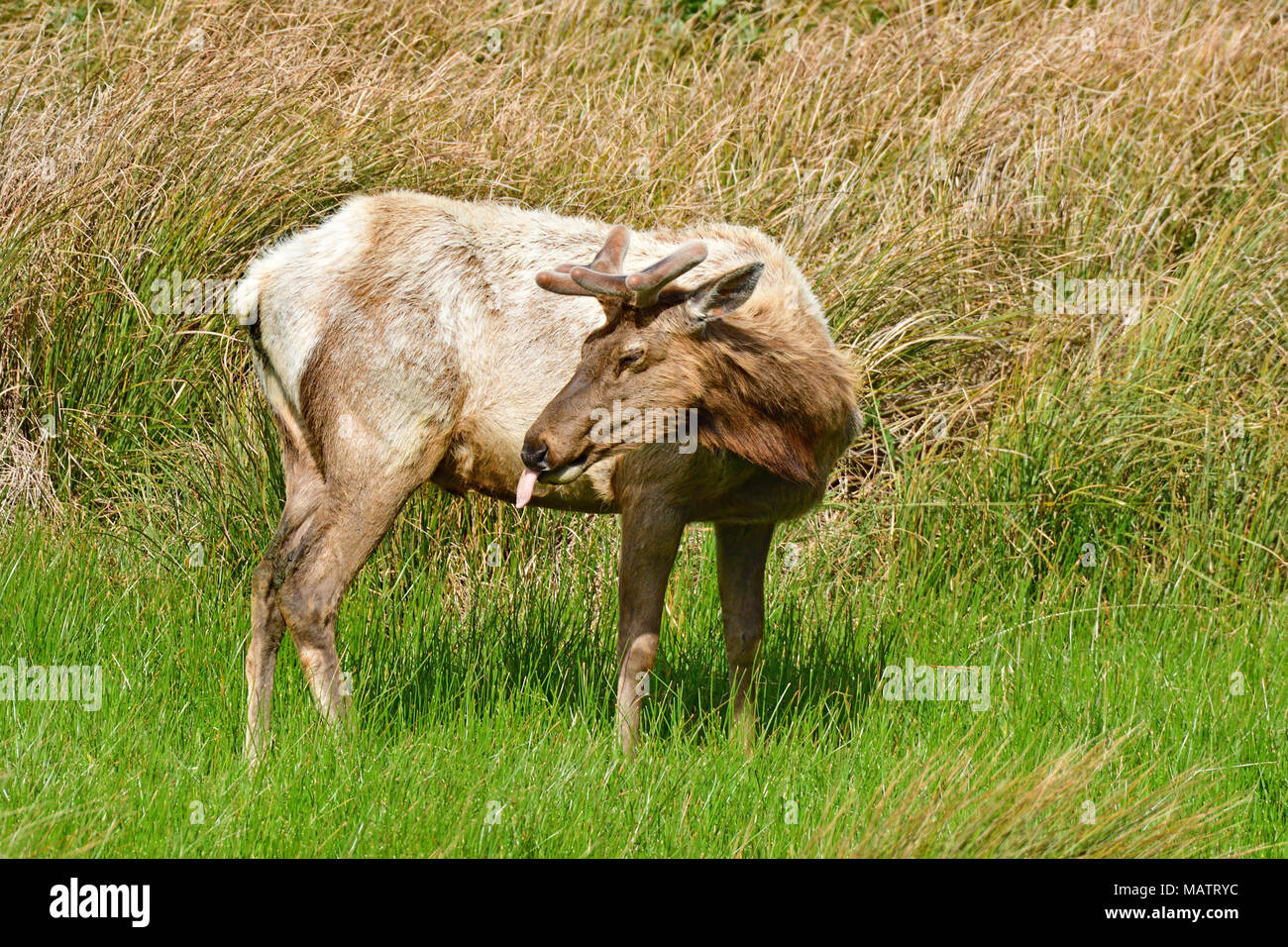 Tule elk bull with its cow hi-res stock photography and images - Alamy