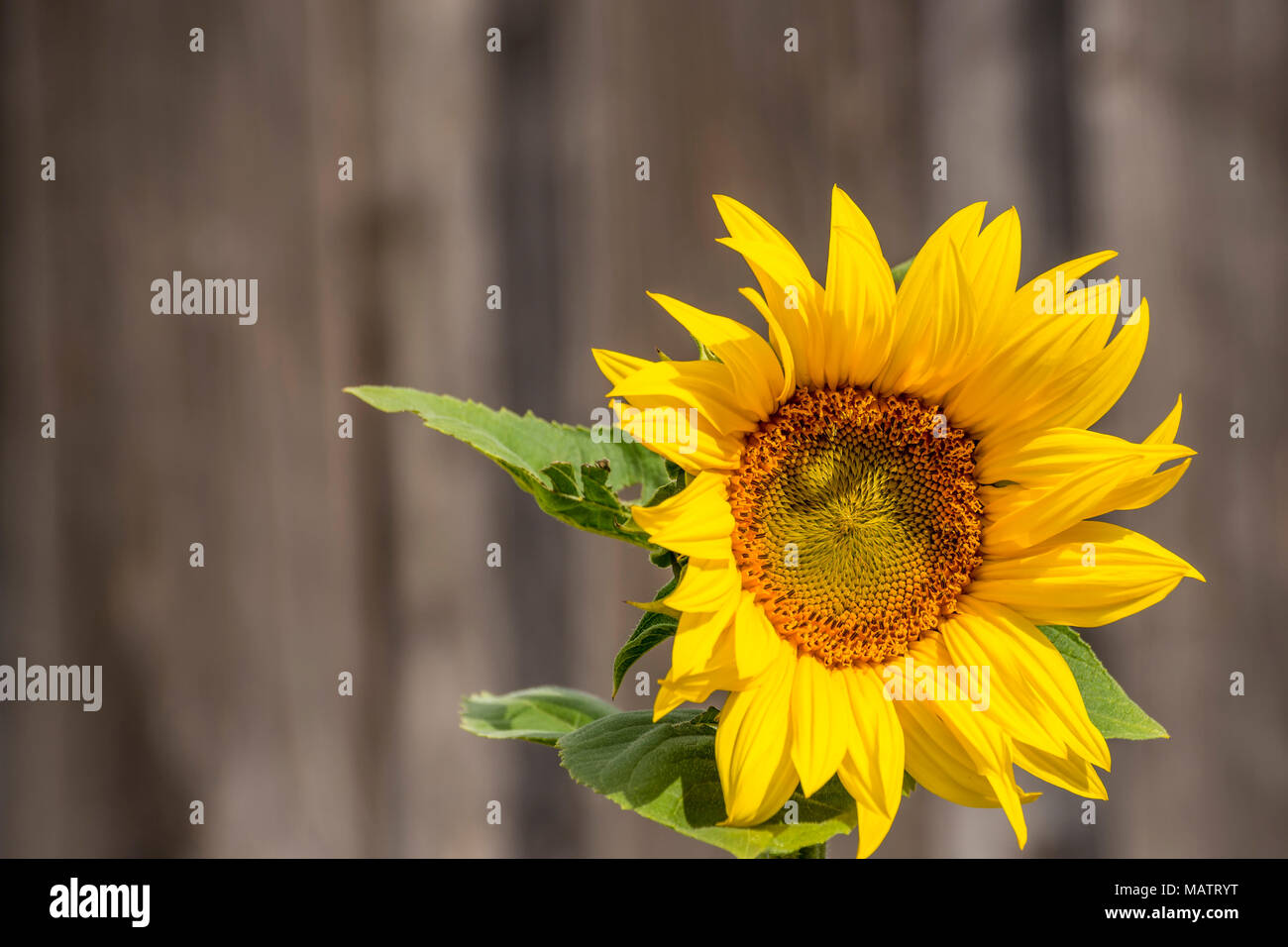 Sunflower in the sun hi-res stock photography and images - Alamy