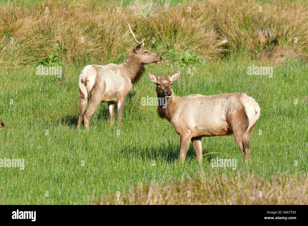 Tule cow elk hi-res stock photography and images - Alamy