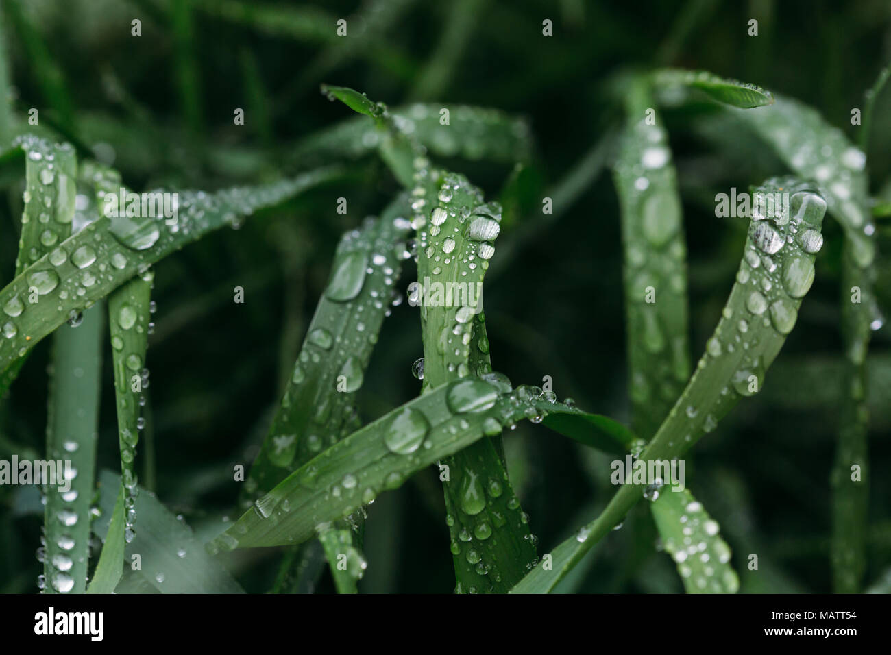 Fresh green grass with dew drops close up. Water driops on the fresh ...