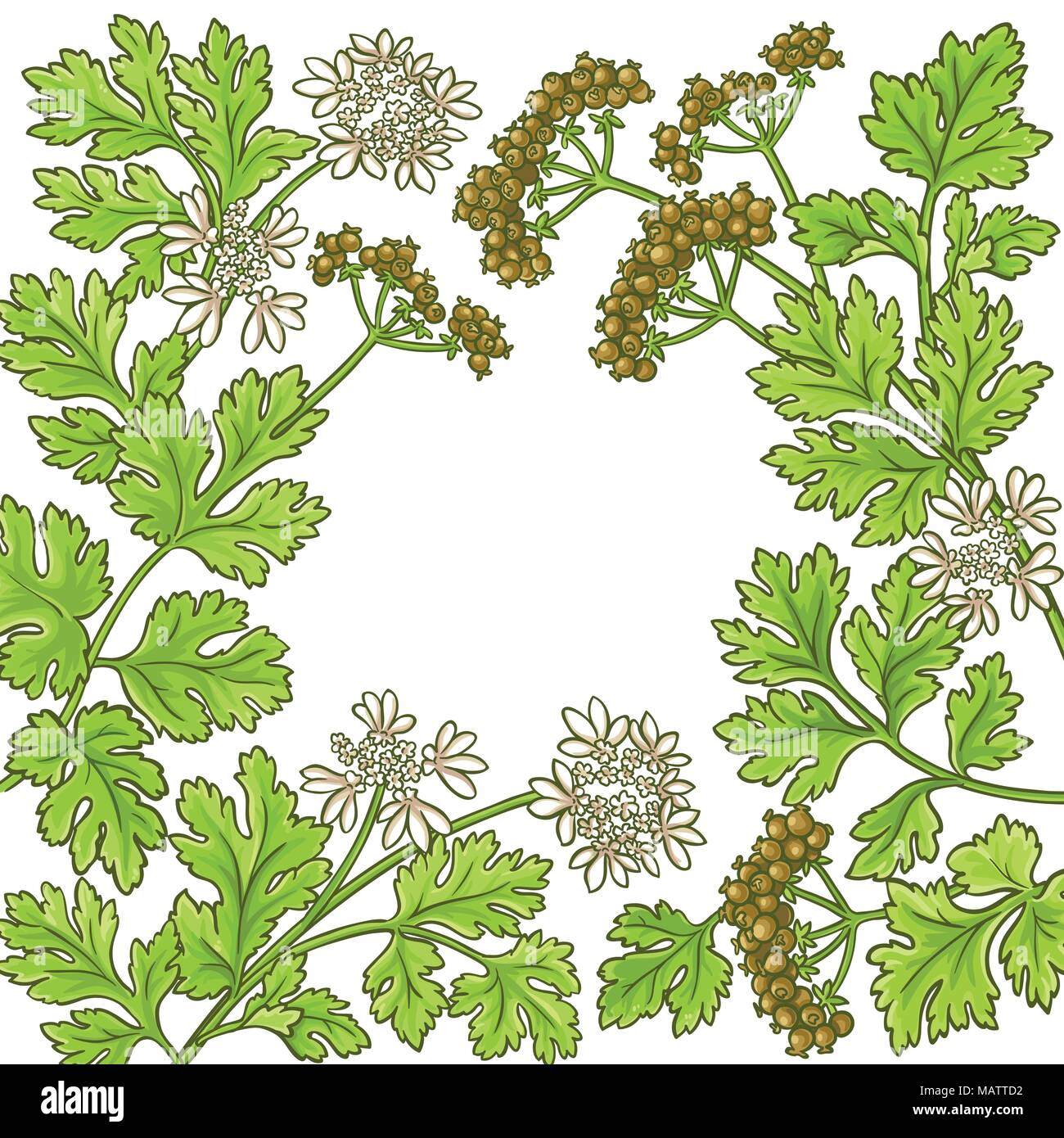 coriander plant vector frame on white backgrond Stock Vector Image ...