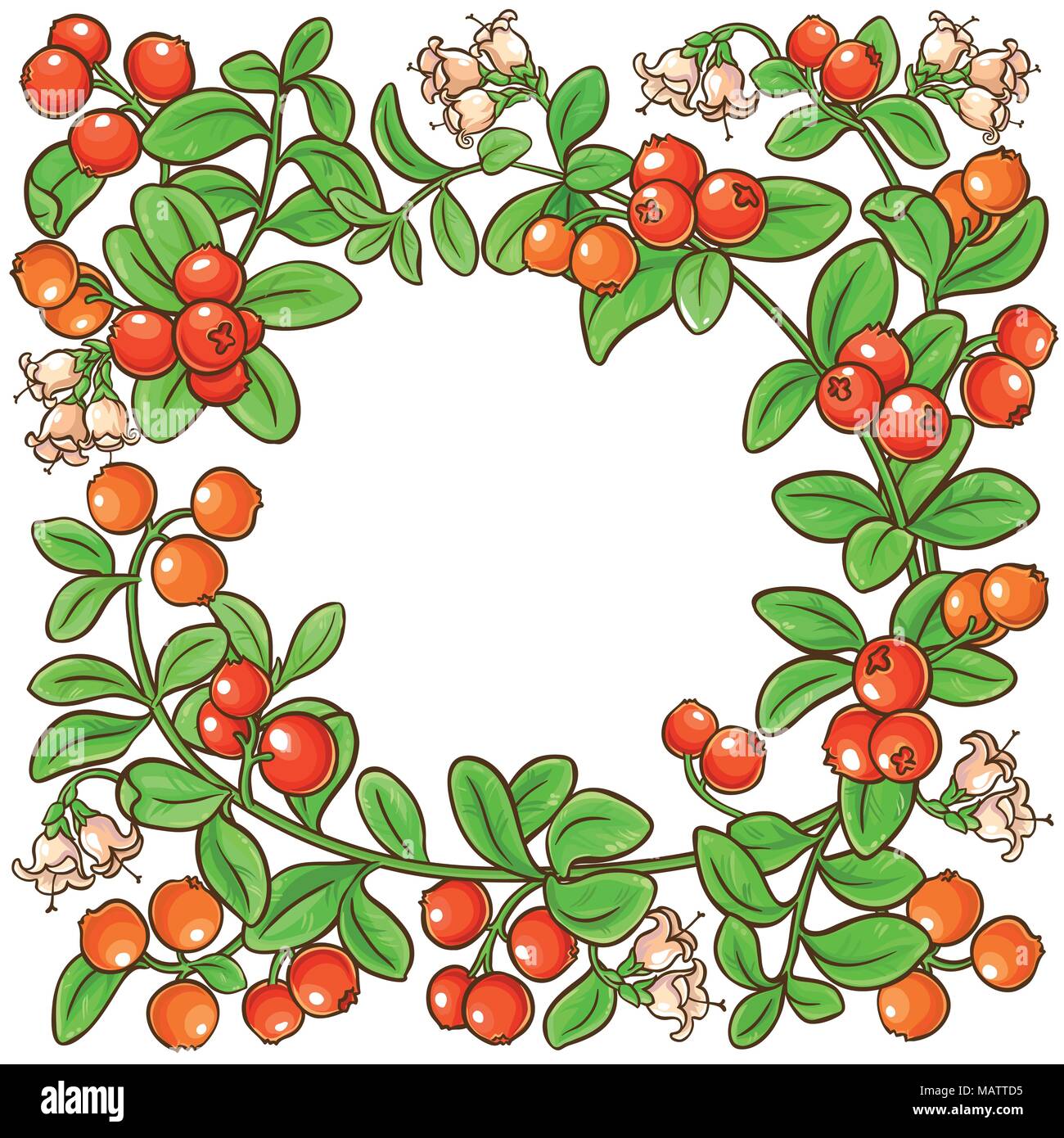 cranberry branch vector frame on white background Stock Vector Image ...
