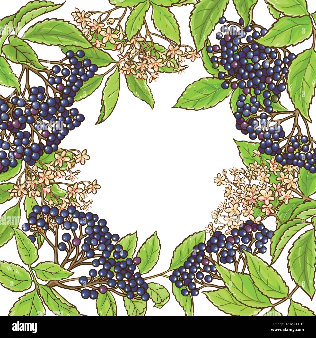 elderberry branch vector frame on white background Stock Vector Image ...