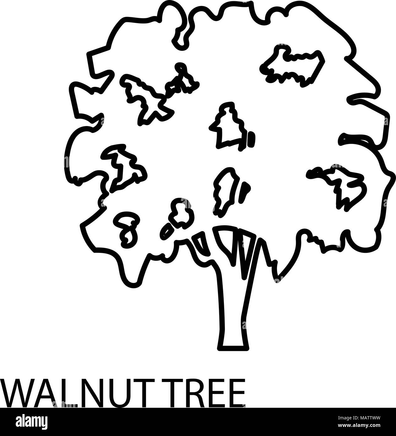 Big walnut tree Stock Vector Images - Alamy