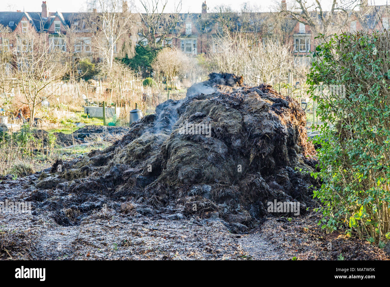 Fresh delivery of steaming or compost to an allotment vegetable patch ...