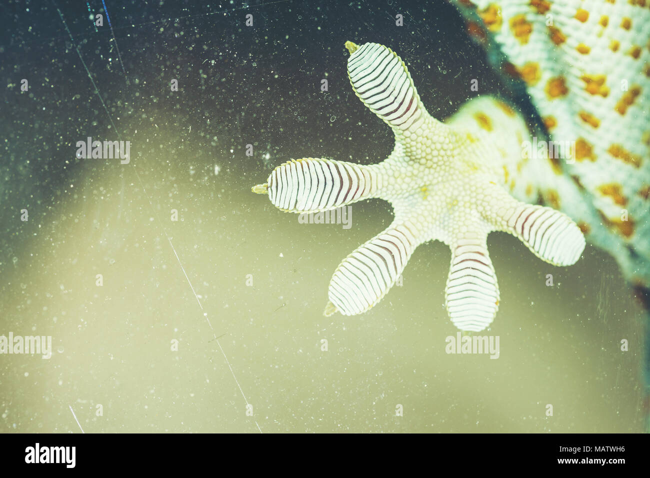 Fingers of Gecko on glass Stock Photo - Alamy