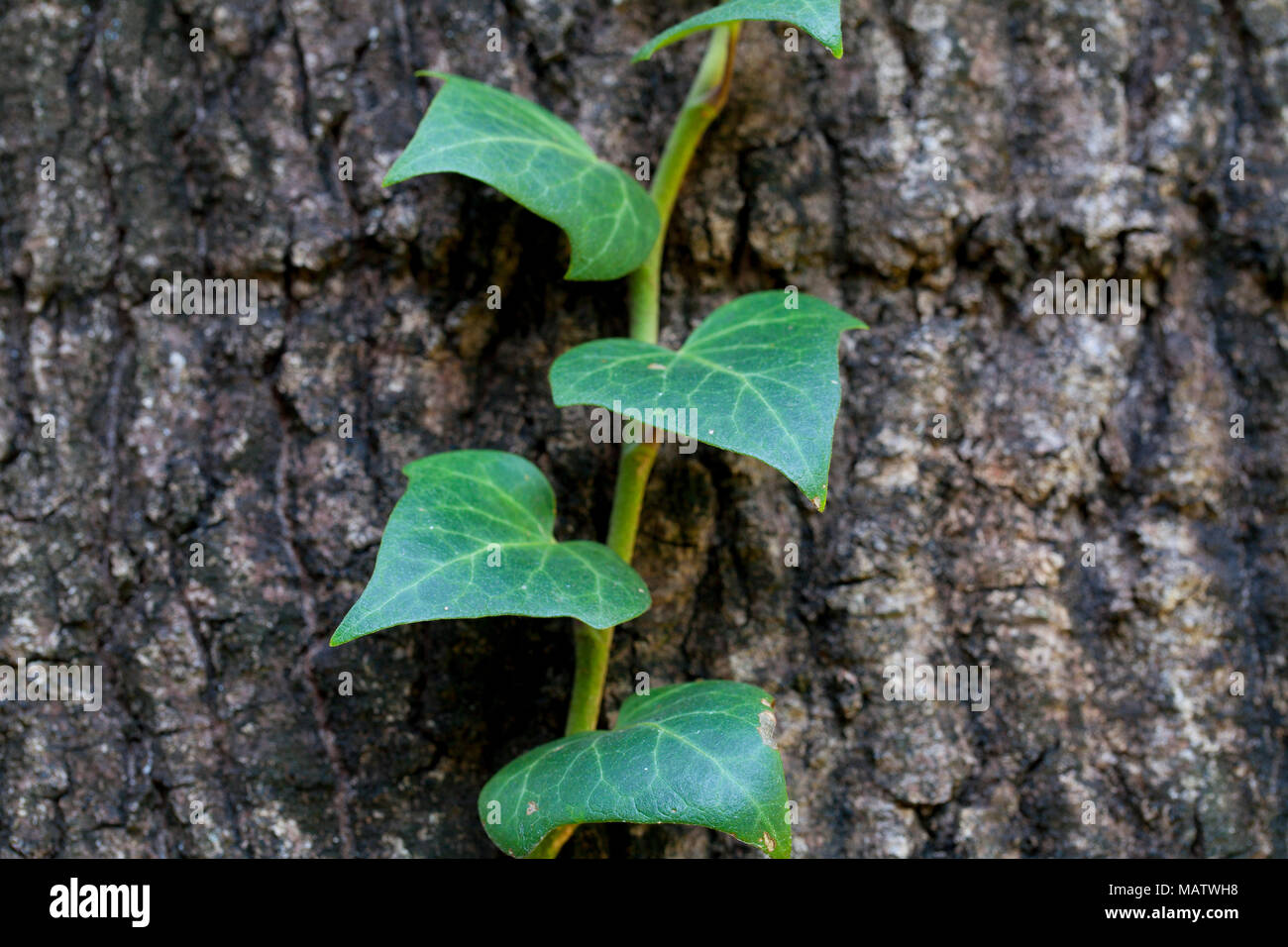 Australian ivy hi-res stock photography and images - Alamy