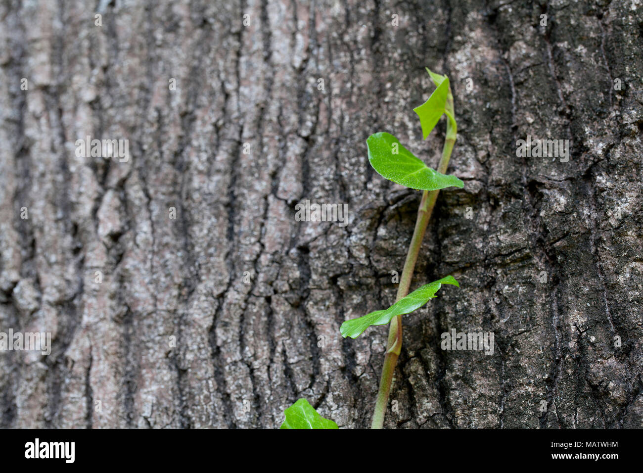 Australian ivy hi-res stock photography and images - Alamy