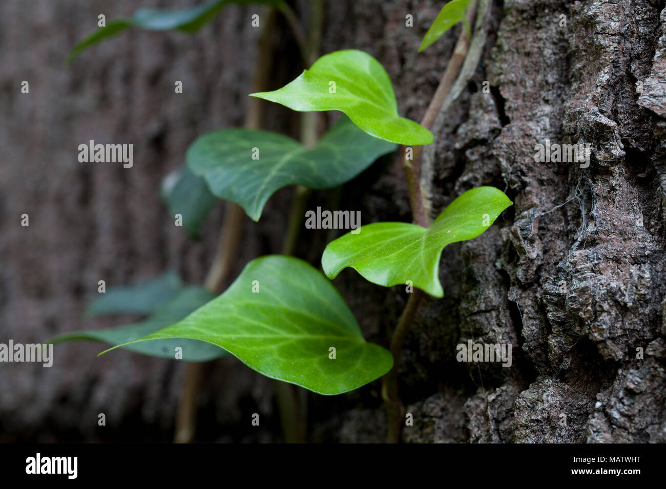 Australian ivy hi-res stock photography and images - Alamy
