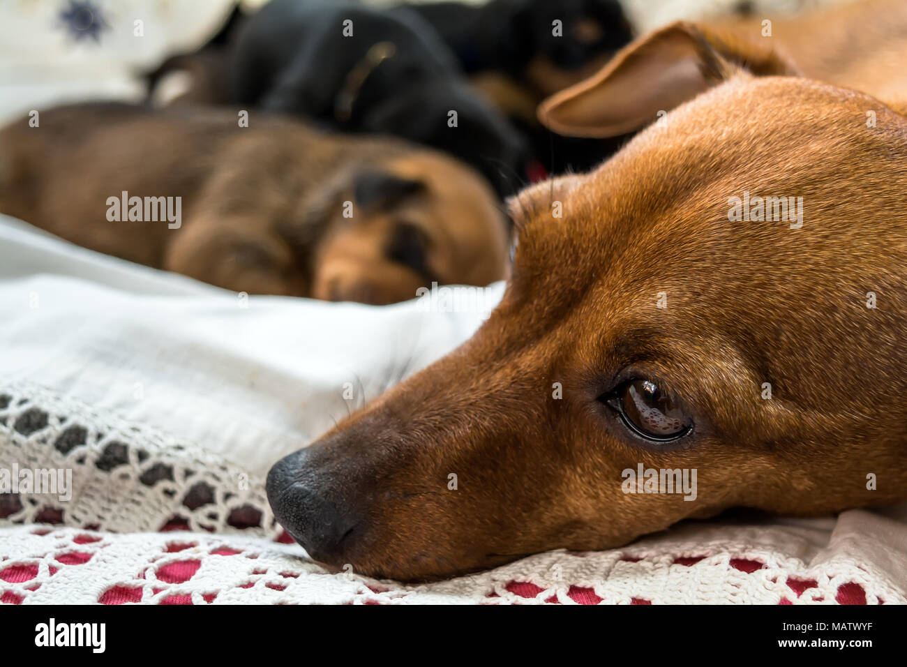 Red Miniature Pinscher mother with puppies Stock Photo - Alamy