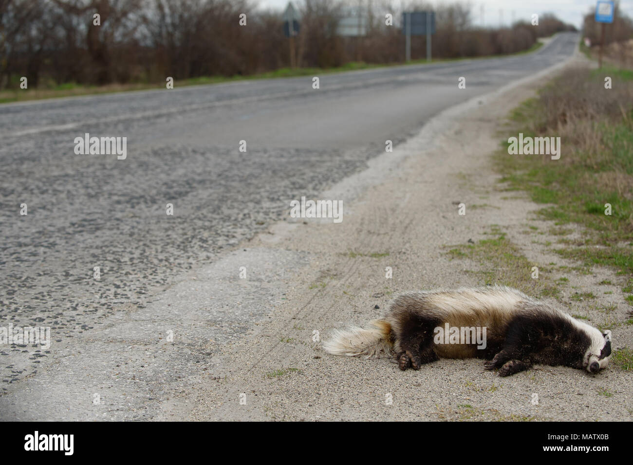 Badger killed by car on the road.Wild animal killed from auto on the ...