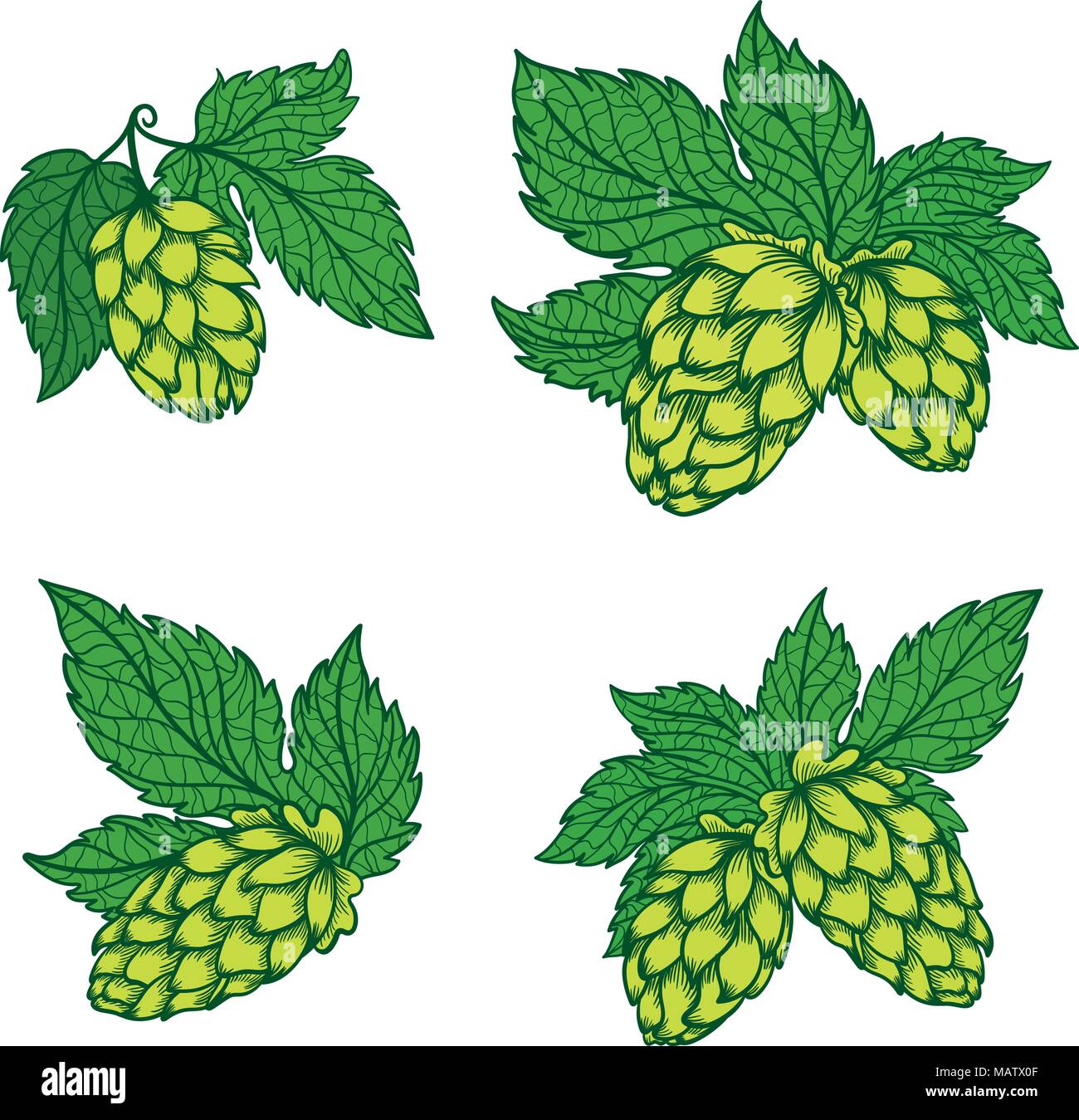 Set of high quality logo templates with beer symbol and green leaves ...