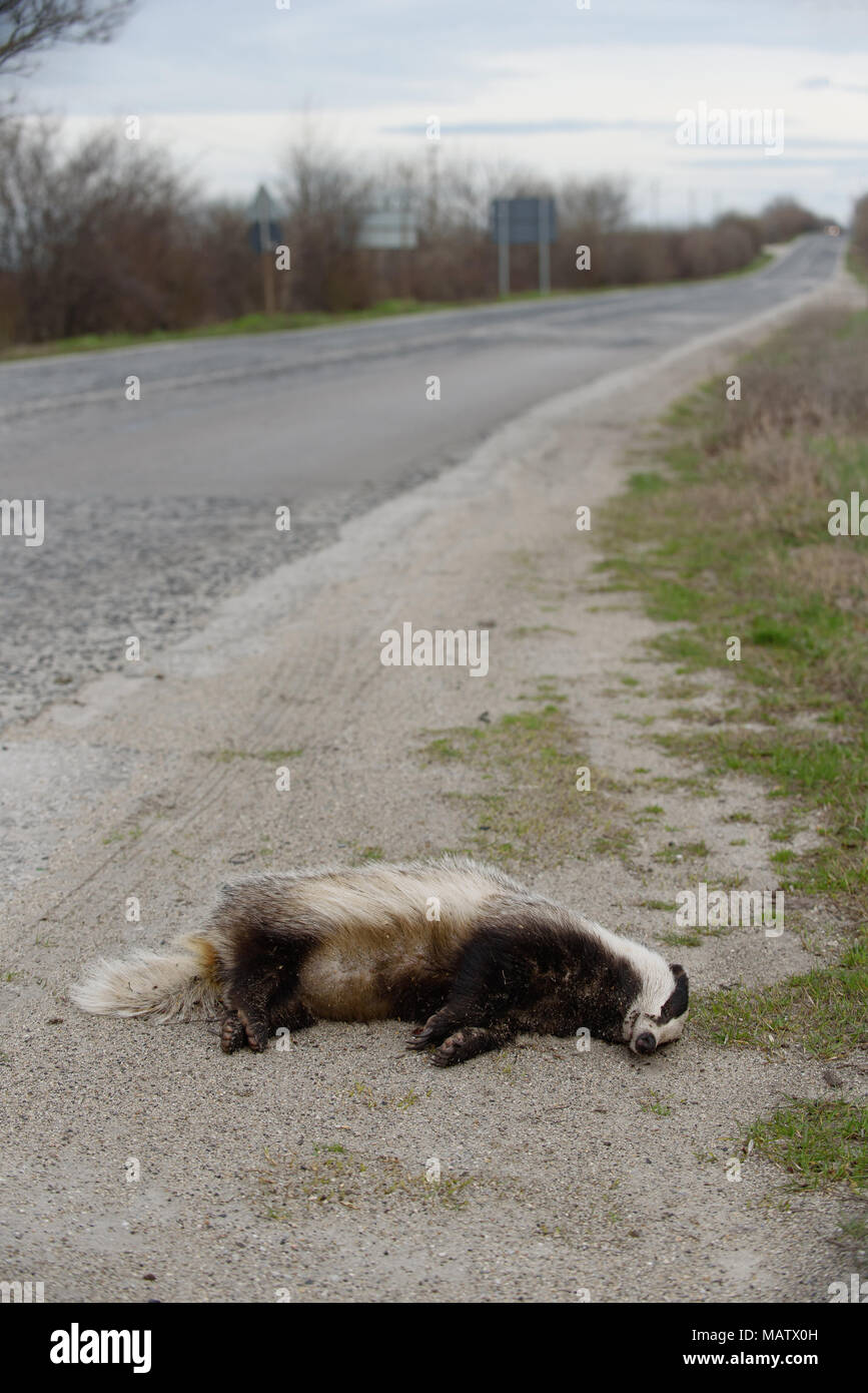 Badger killed by car on the road.Wild animal killed from auto on the ...