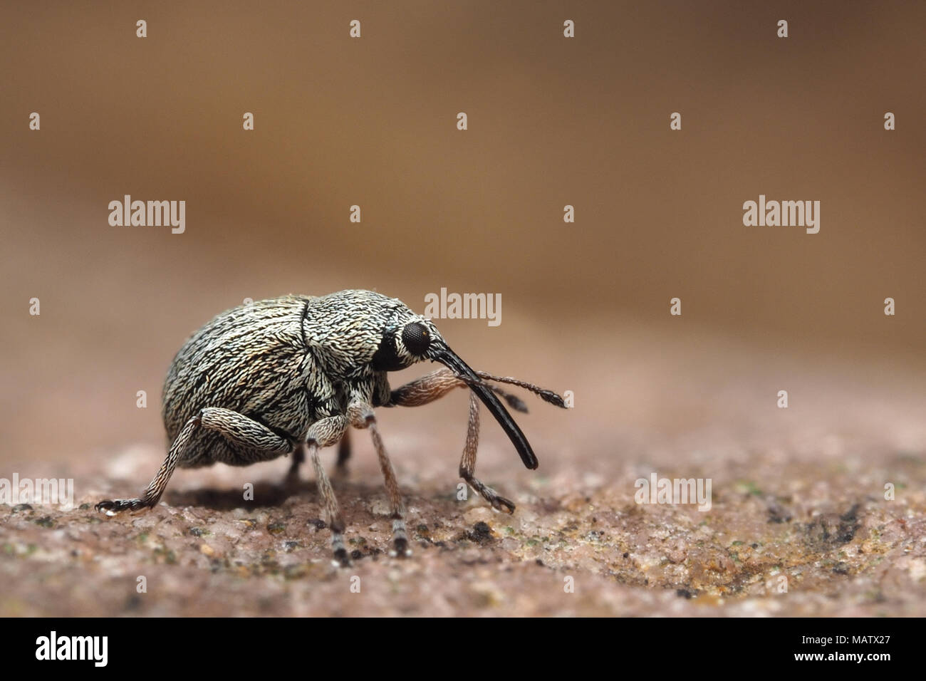 Gorse seed weevil at rest hi-res stock photography and images - Alamy