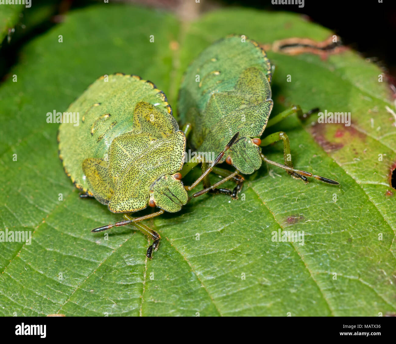 Two Common Green Shieldbug nymphs (Palomena prasina) side by side on ...