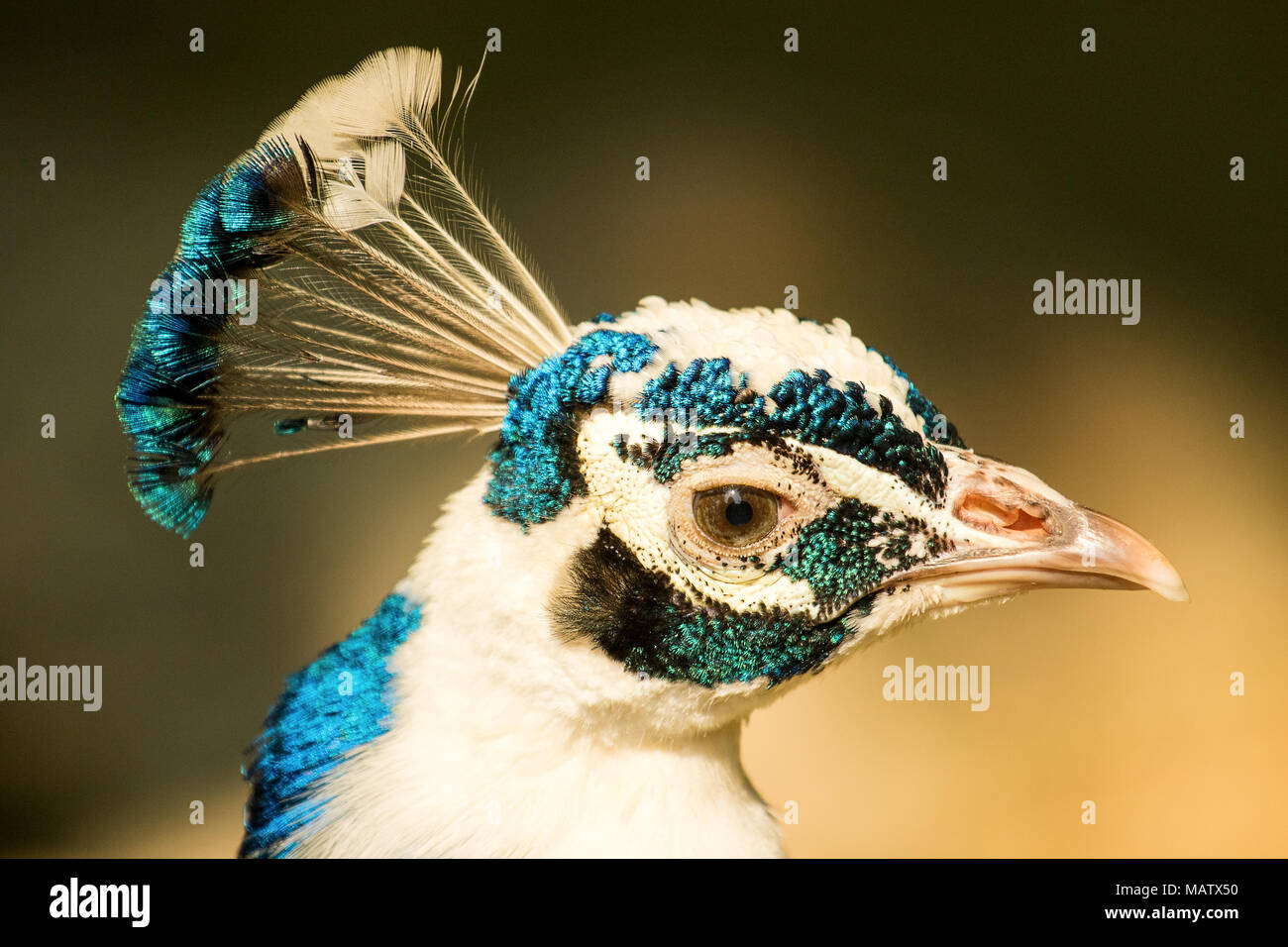 Small peacock hi-res stock photography and images - Alamy