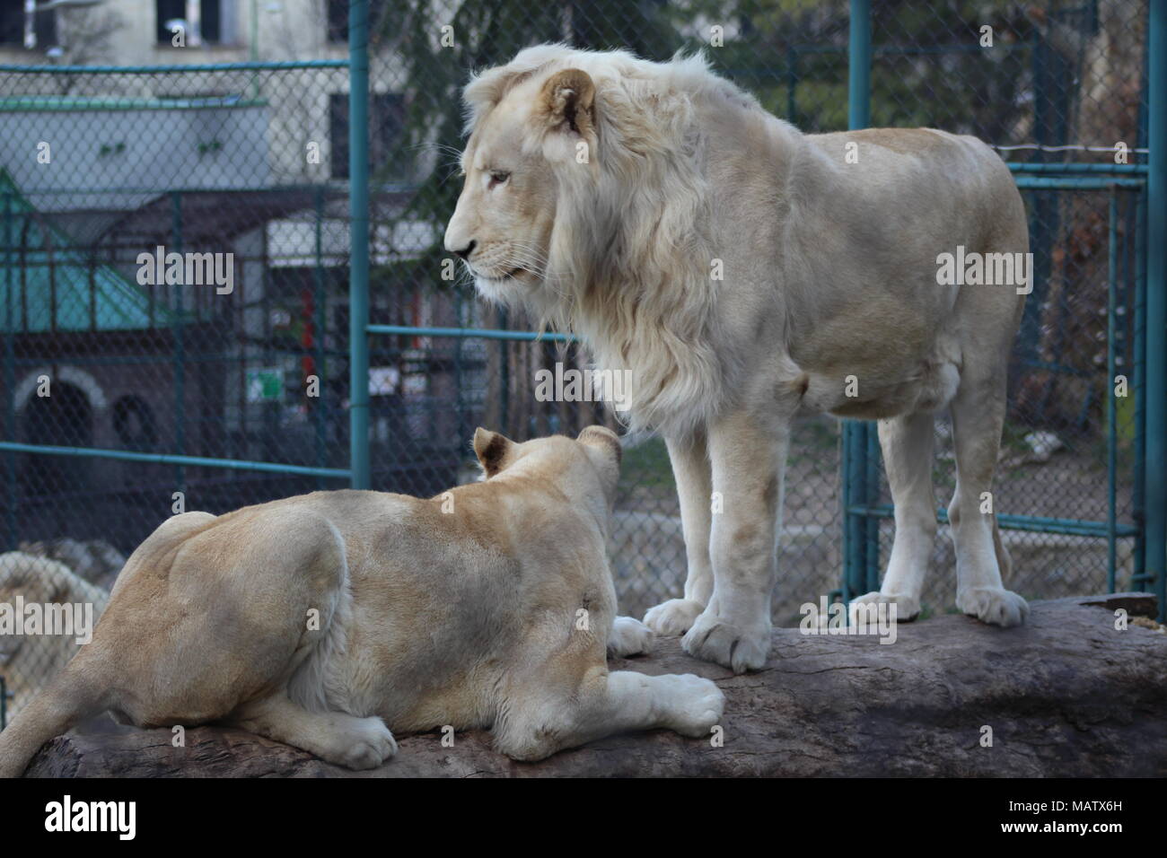 Animals in the zoo of Belgrade. Adore lions Stock Photo - Alamy