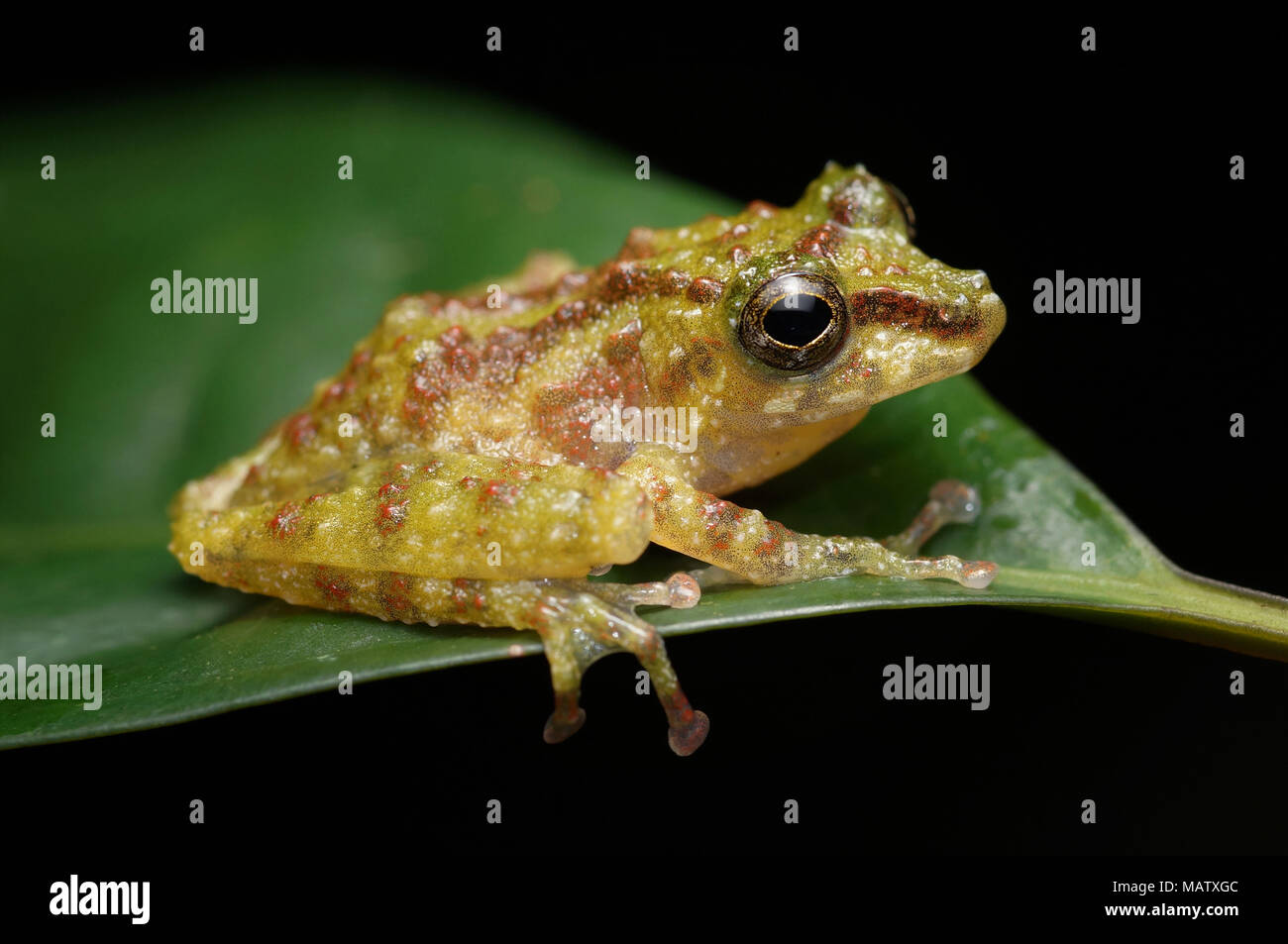 Philautus tectus hi-res stock photography and images - Alamy