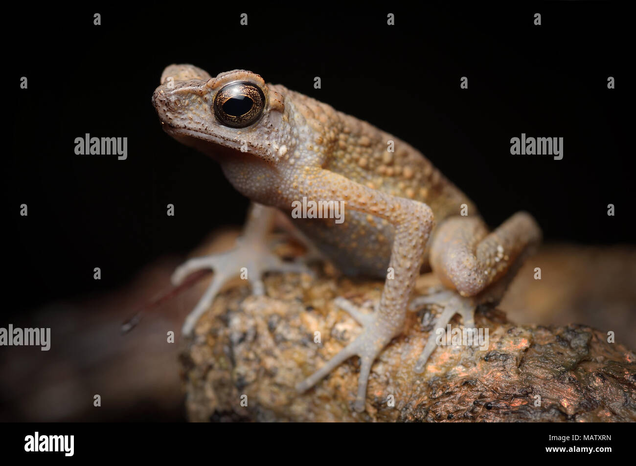 Long-fingered slender toad Ansonia longidigita Stock Photo - Alamy